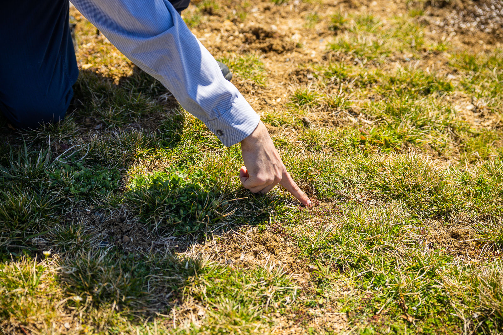 Effective Weed Control Advice: 9 Important Facts About Weeds