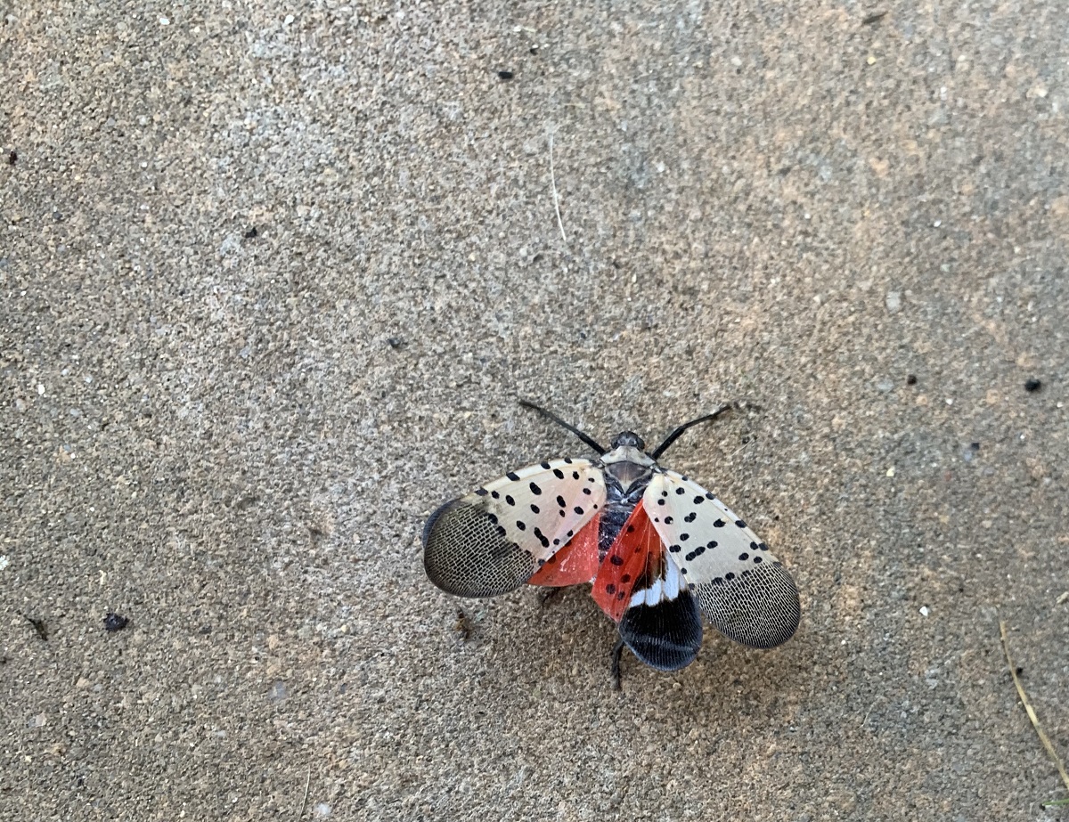 Spotted Lanternfly Control | Allentown Lansdale PA