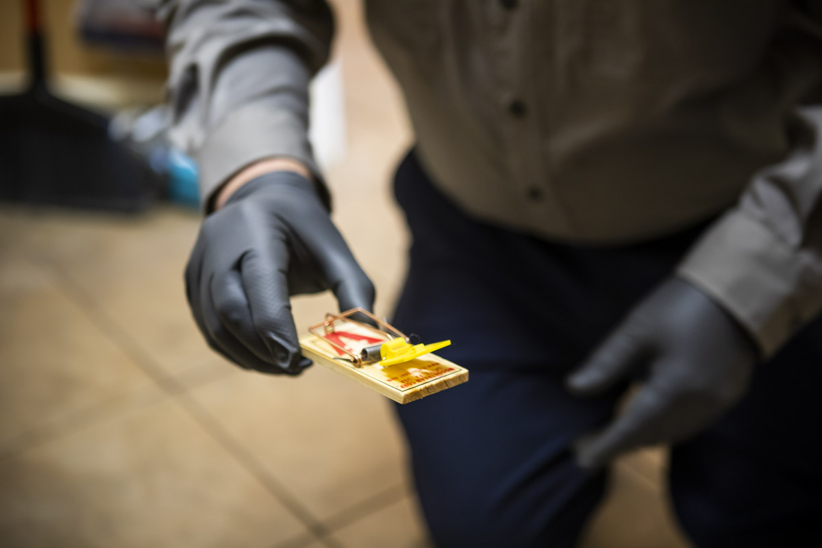 How to Get Rid of Mice in Your Walls and Keep Them Out