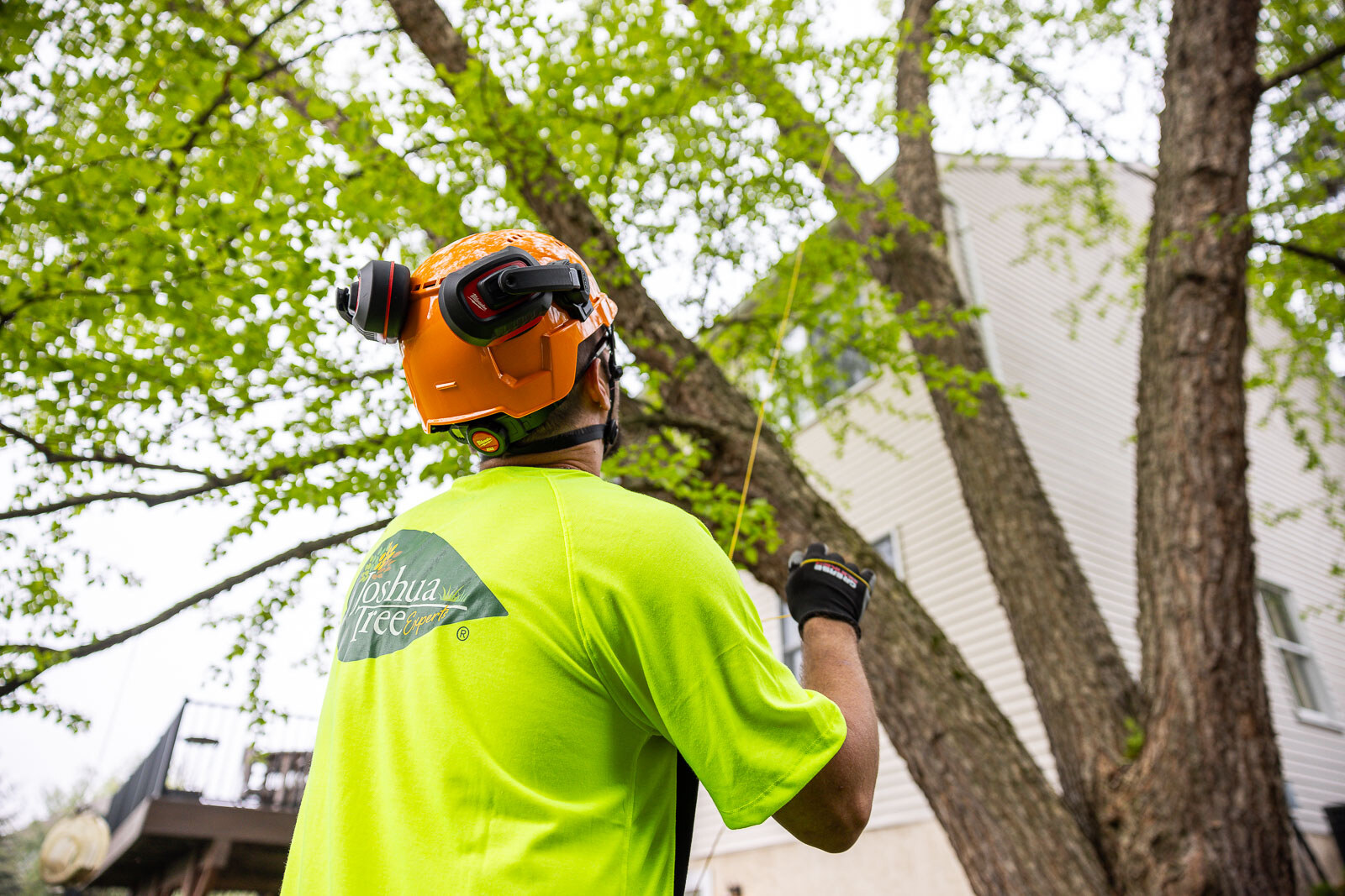 Joshua Tree Experts | Tree Care Services | Morristown, NJ