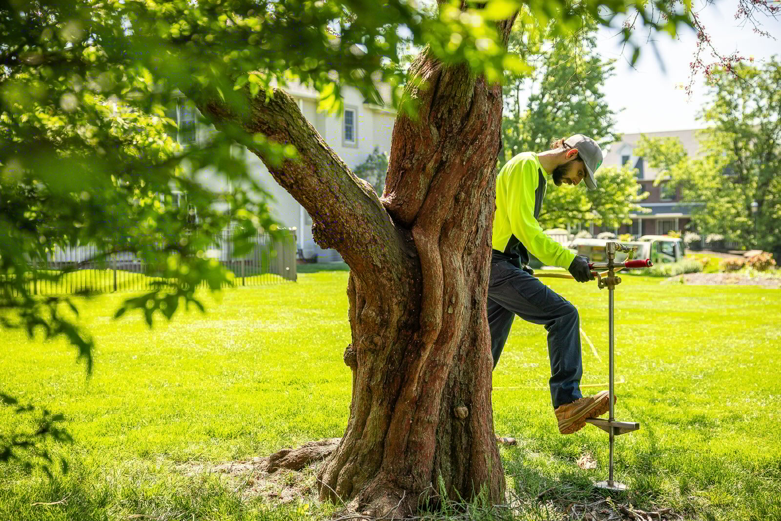 Deep Root Fertilization For Trees: What Are The Benefits and Costs?