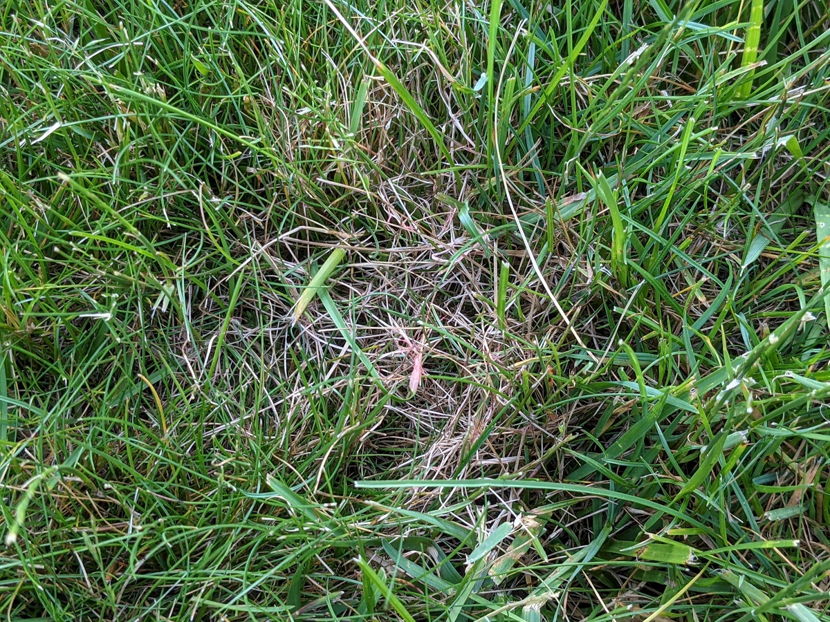 How to identify and Treat Red Thread Lawn Disease