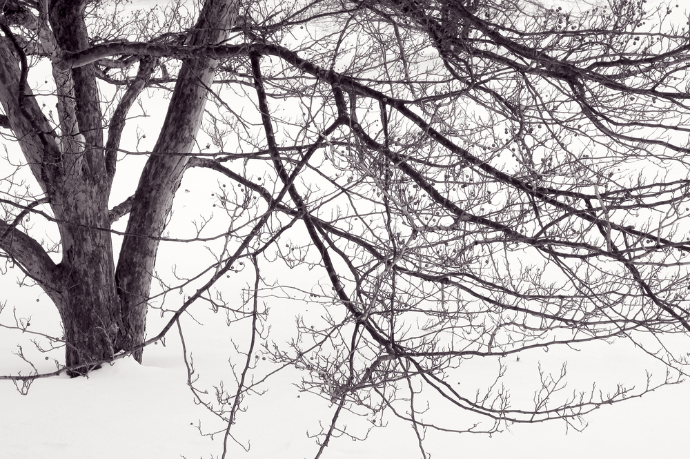 Winter Tree Watering: How & When to Address Tree Water Loss in Winter